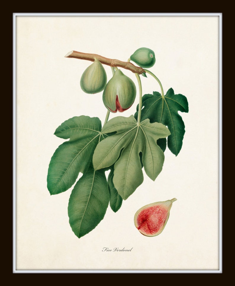 Botanical Print Set Italian Figs Print Set No. 1 Botanical - Etsy