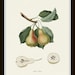 Vintage Pears Print Set, Pear Prints, Wall Decor, Vintage Fruit Prints ...
