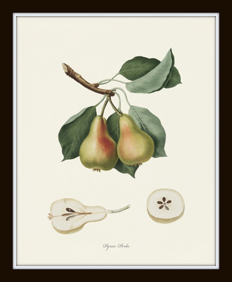 Vintage Pears Print Set Pear Prints Wall Decor Vintage - Etsy
