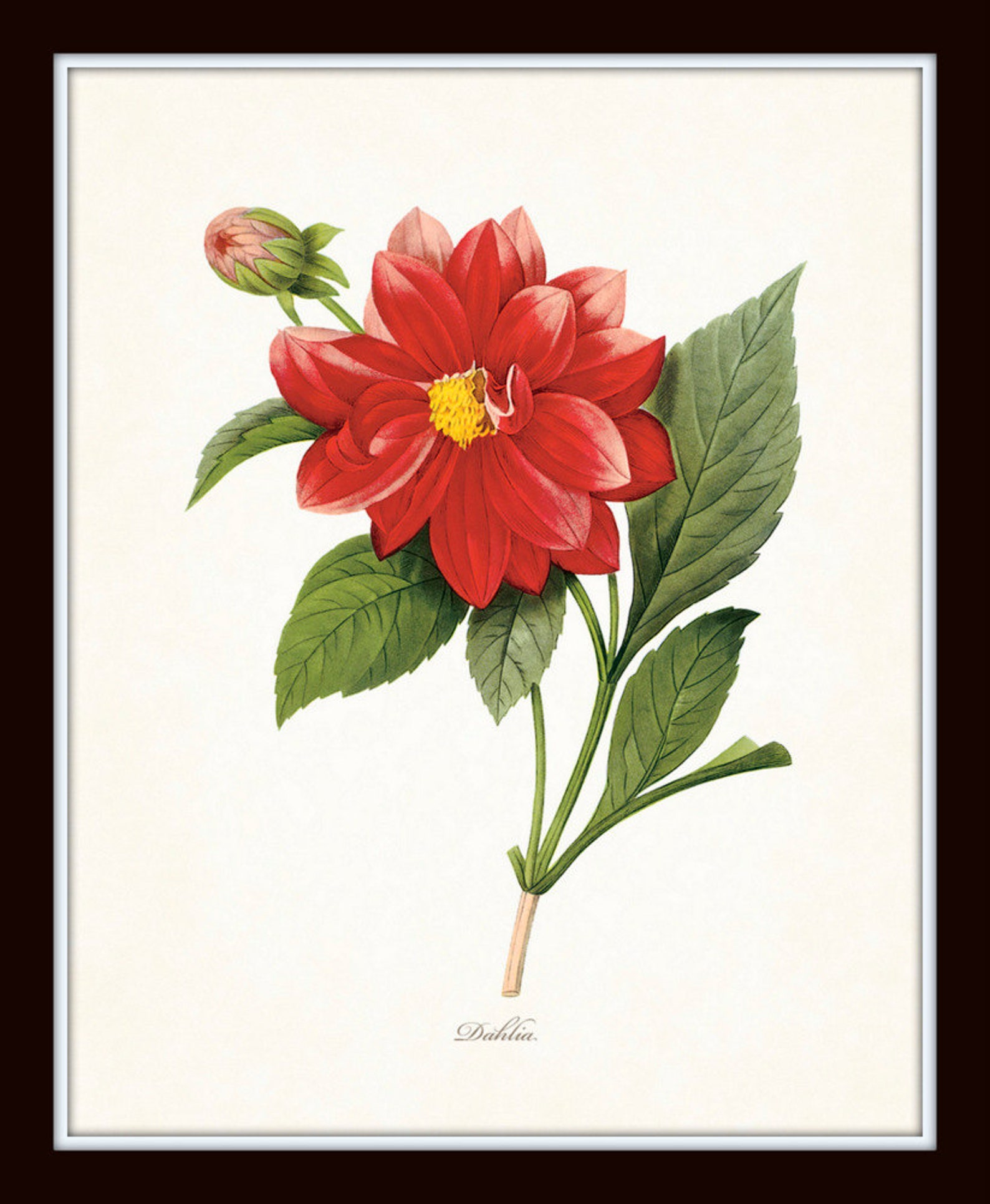Red Botanical Print Set No. 5 Redoute Botanicals Giclee - Etsy
