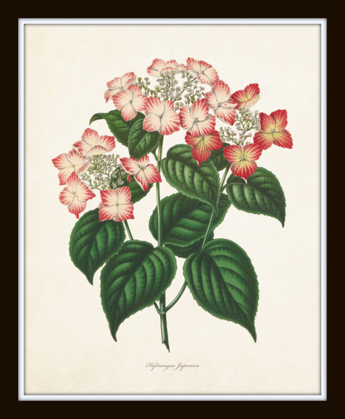 Botanical Print Set No. 11 Botanical Art Botanical Prints - Etsy