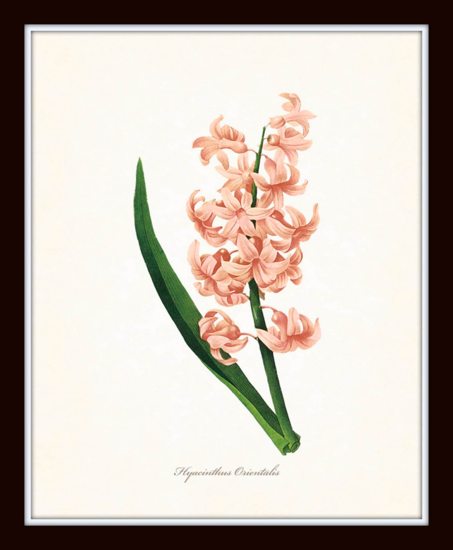 Pink Botanical Print Set No. 12 Redoute Botanical Prints - Etsy