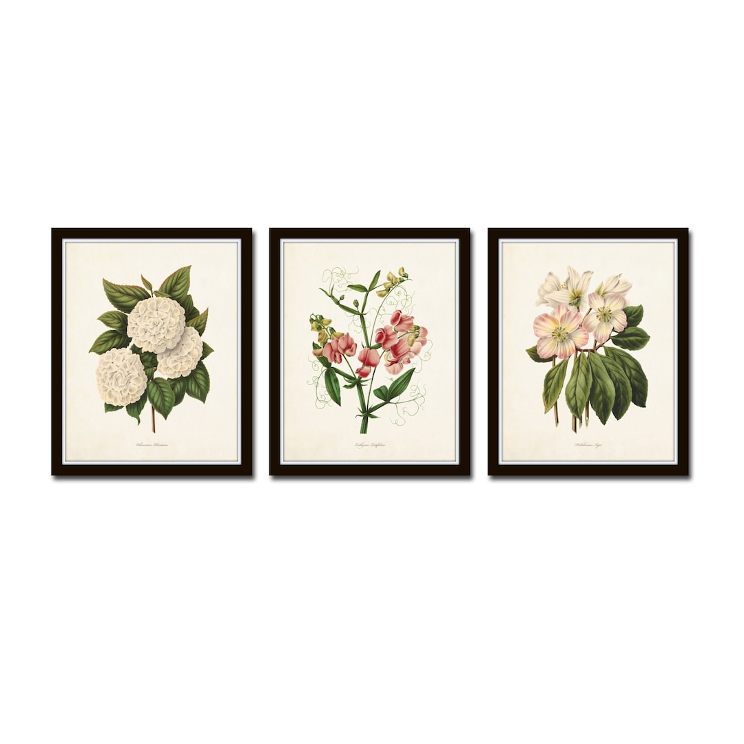 Botanical Garden No. 2, Vintage Botanical Prints, Antique Botanical Art ...