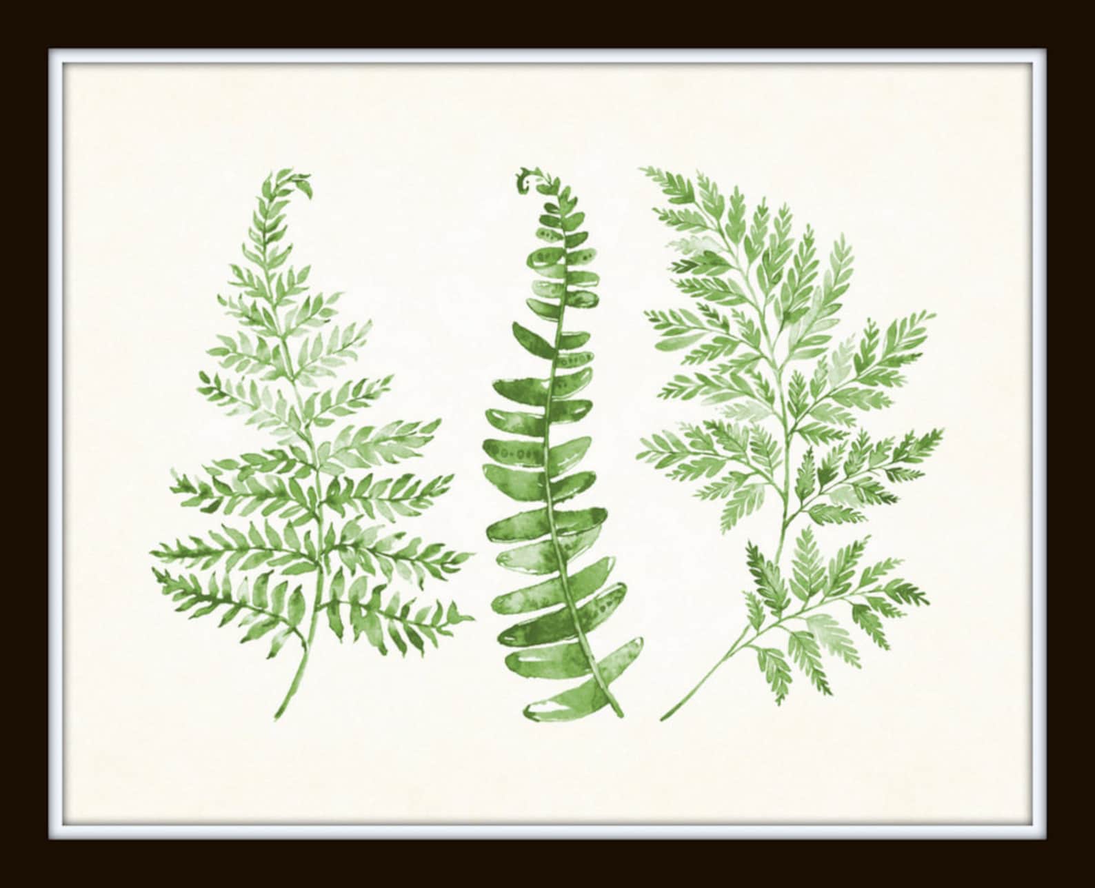 Watercolor Ferns Print Set No. 5 Botanical Prints Botanical - Etsy