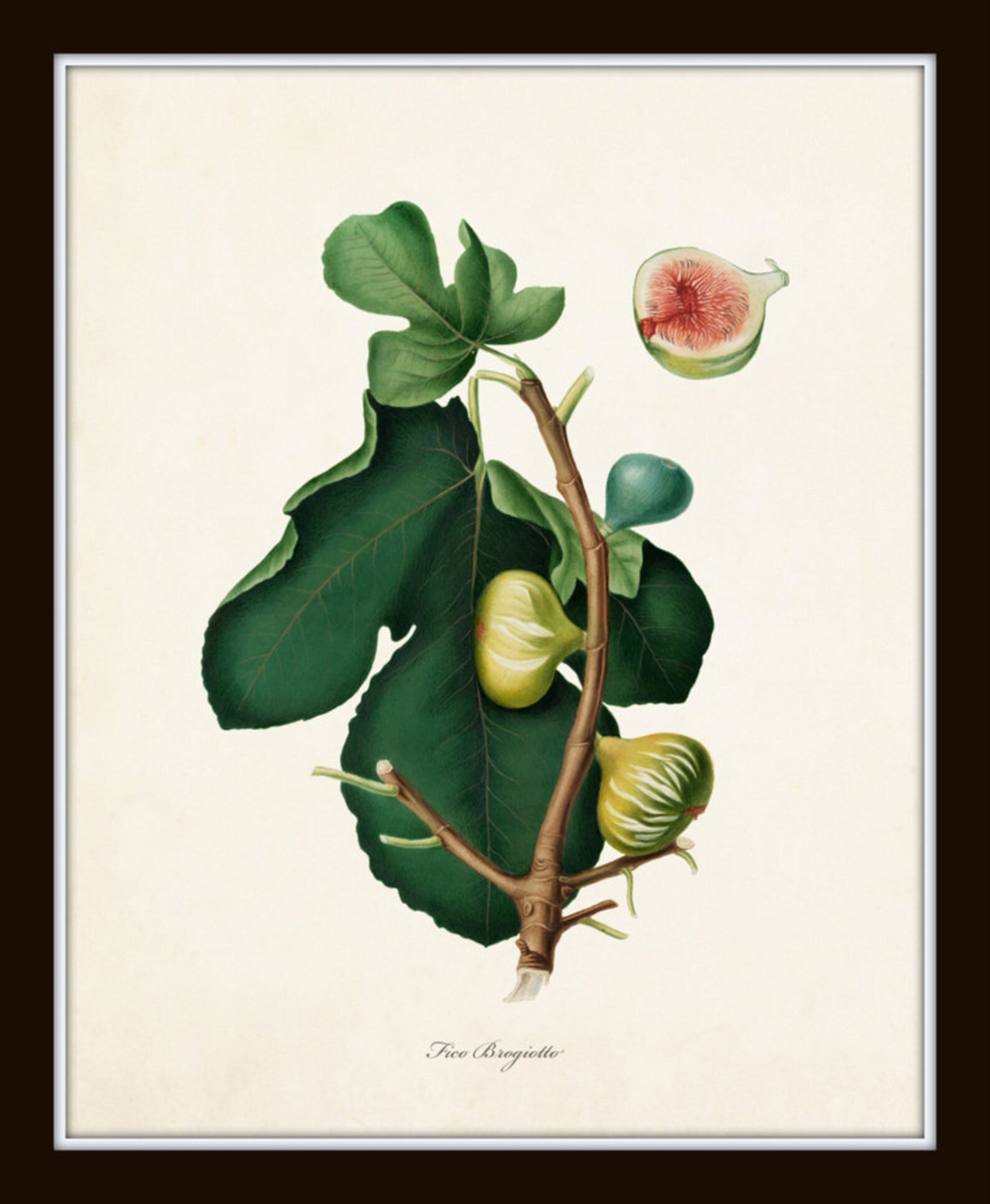 Botanical Print Set Italian Figs Print Set No. 1 Botanical | Etsy