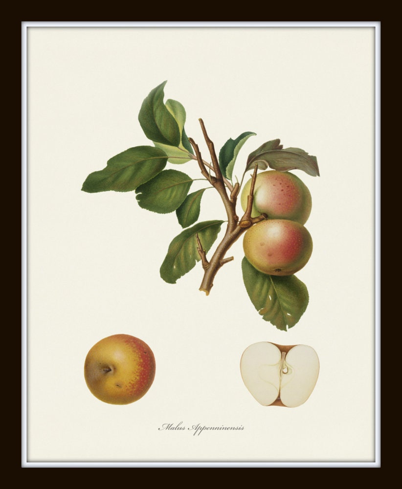 Vintage Fruit Prints, Italian Fruit Prints, Kitchen Art, Giclee, Art ...