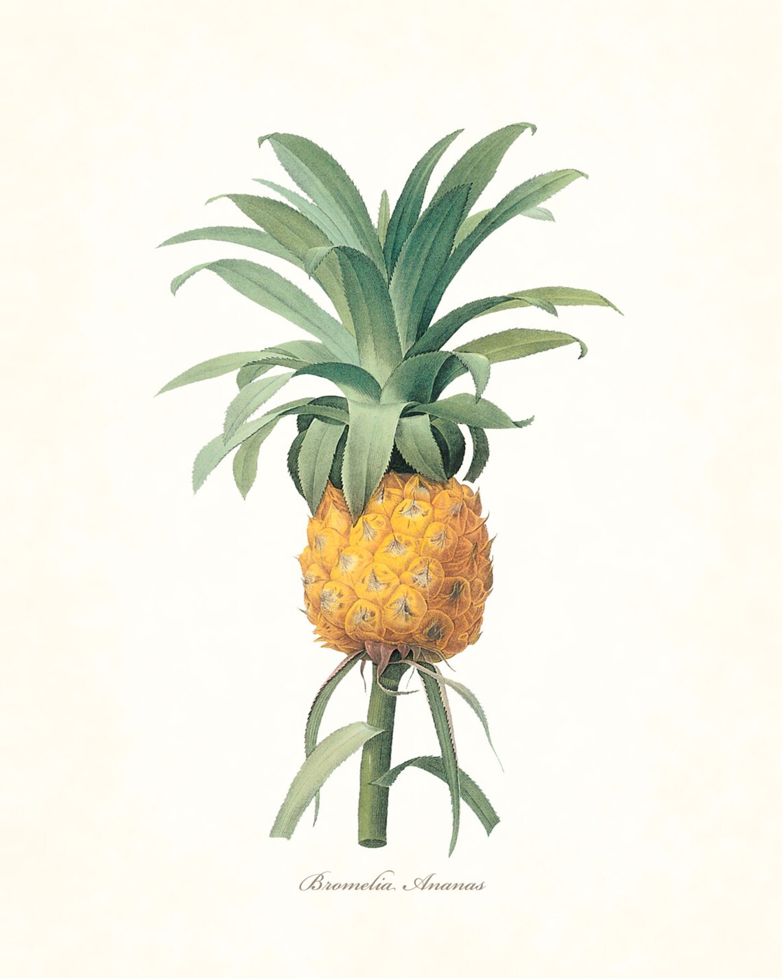 Antique Fruit Prints Set No. 2 Redoute Fruit Prints Gallery - Etsy