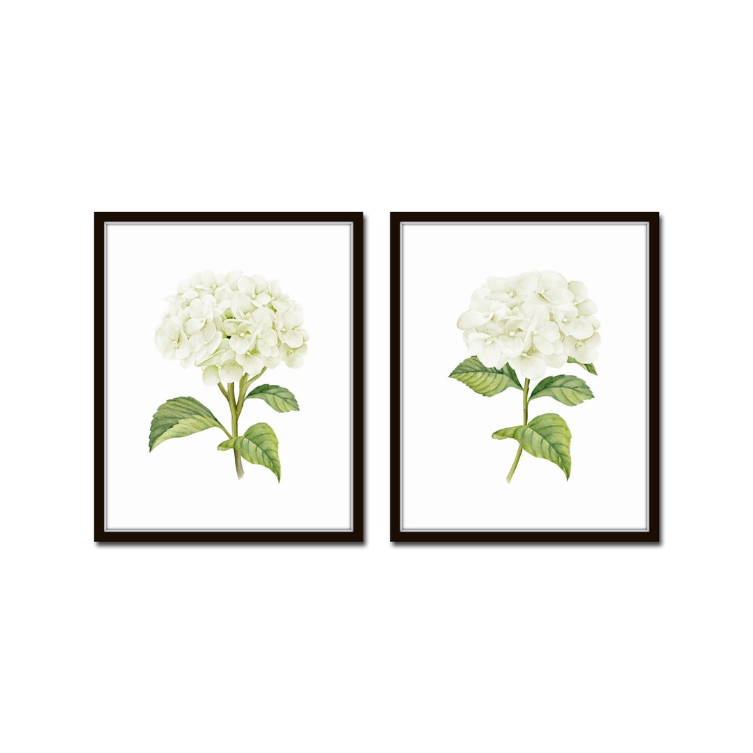 White Watercolor Hydrangea Print Set No. 2, Giclee, Botanical Print Set ...