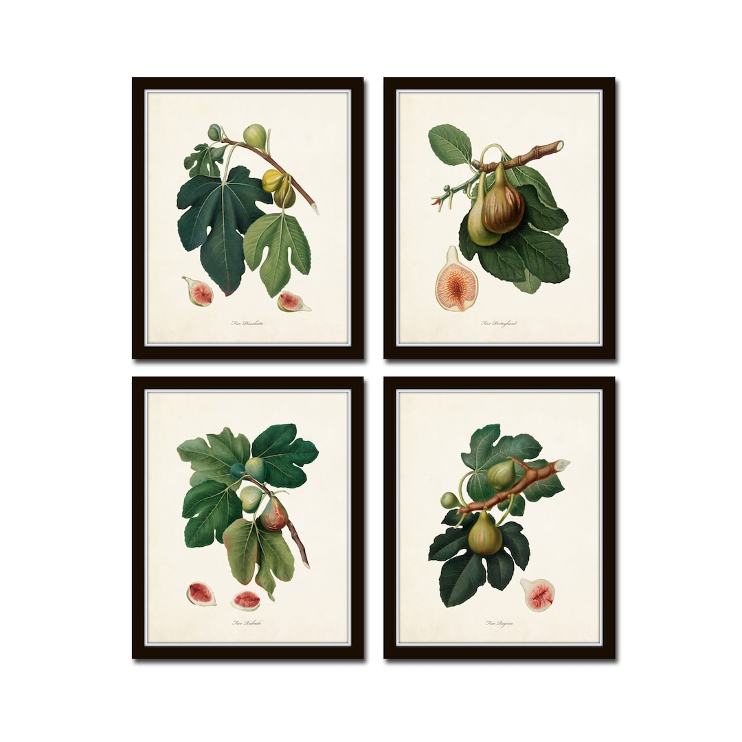 Botanical Print Set, Italian Figs Print Set No. 3, Botanical Art, Fruit ...