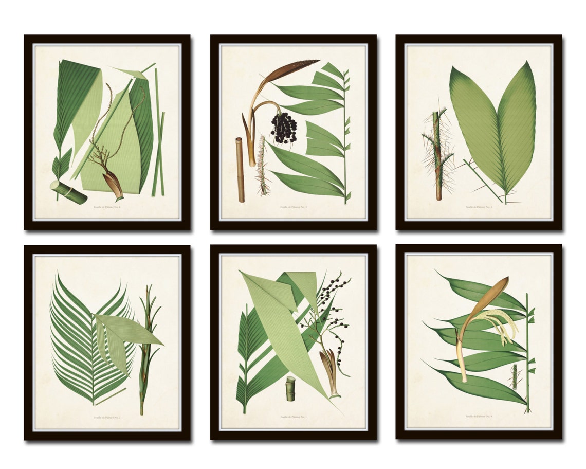 Palm Fronds Print Set No. 1 Botanical Prints Giclee Art - Etsy