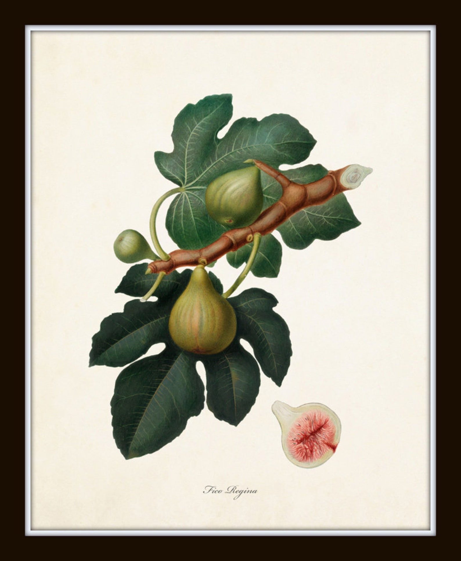 Botanical Print Set Italian Figs Print Set No. 1 Botanical - Etsy