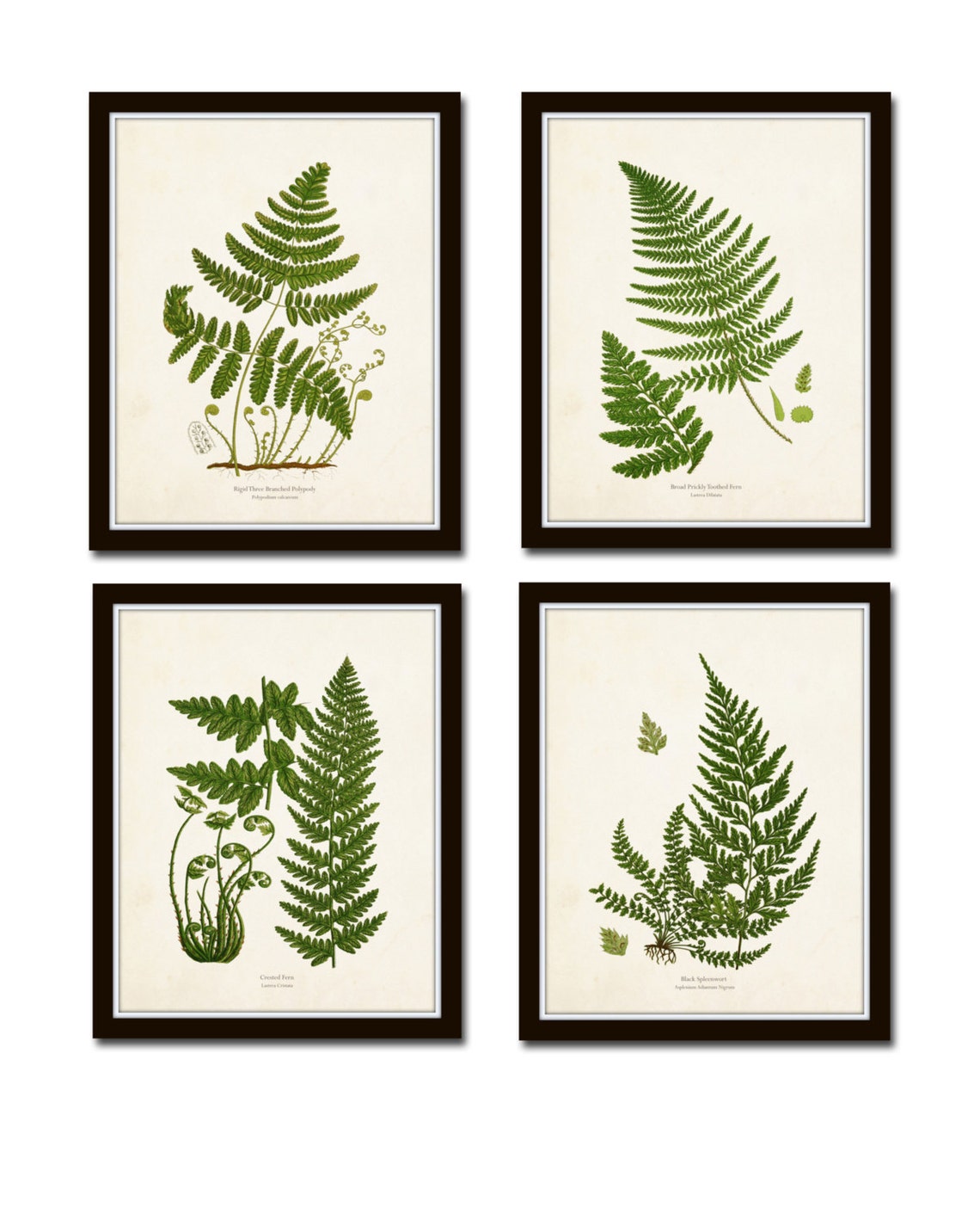 Vintage Fern Print Set No. 33 Giclee Art Collage Botanical - Etsy