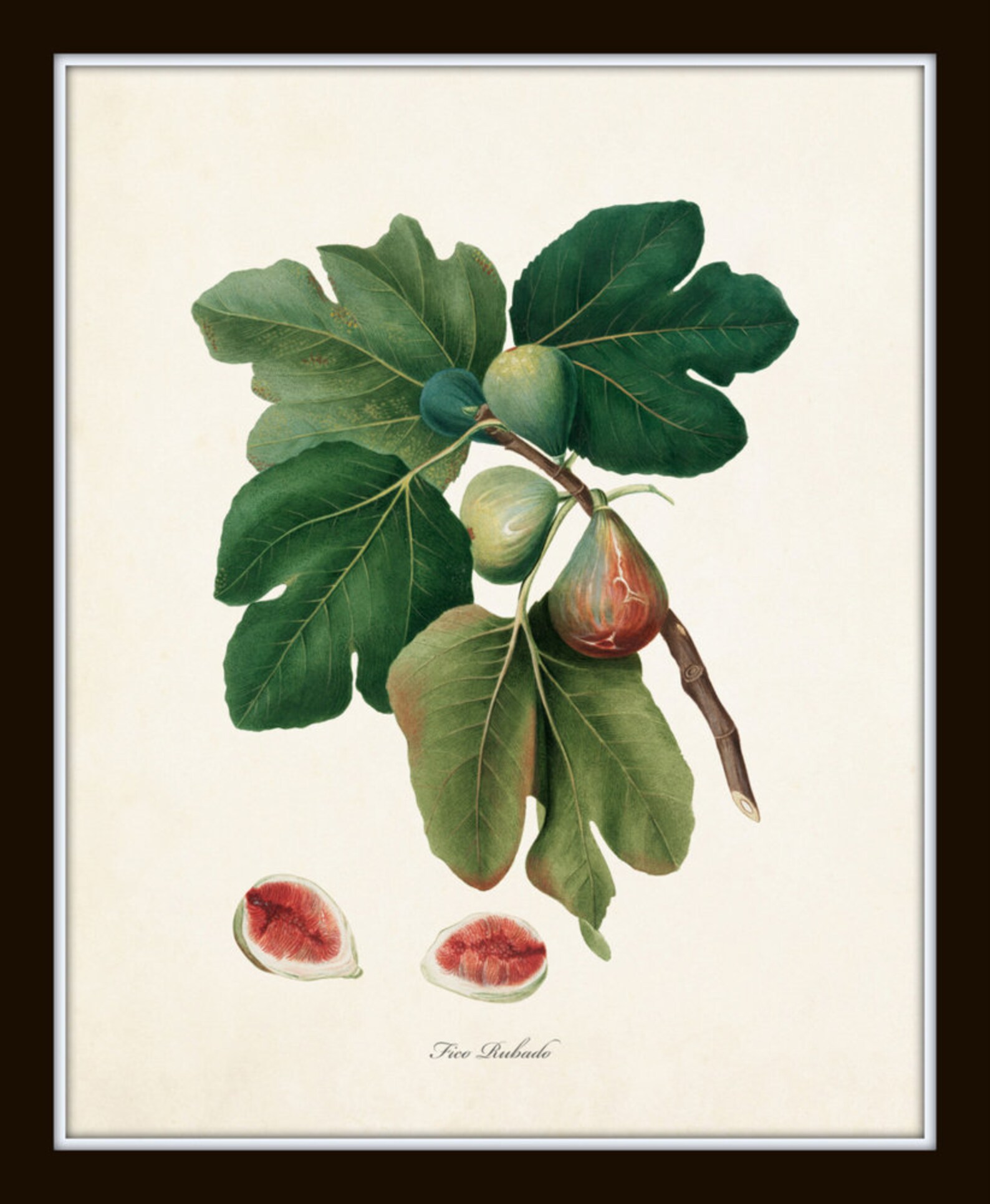 Botanical Print Set Italian Figs Print Set No. 1 Botanical - Etsy