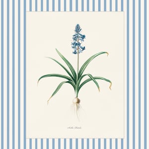 Striped French Botanical Prints, Striped Floral Print, Wall Art, Blue ...
