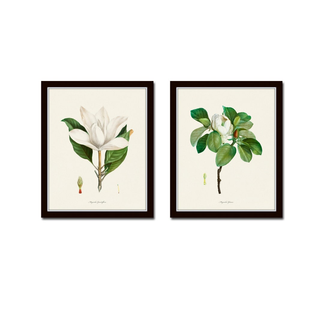 Magnolia Print Set, Vintage Botanical Prints, Giclee, Art Print ...