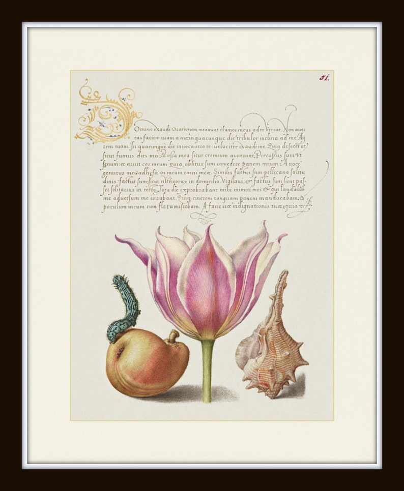 Botanical Print Set, Calligraphy Art, Antique Manuscript, Giclee, Art ...