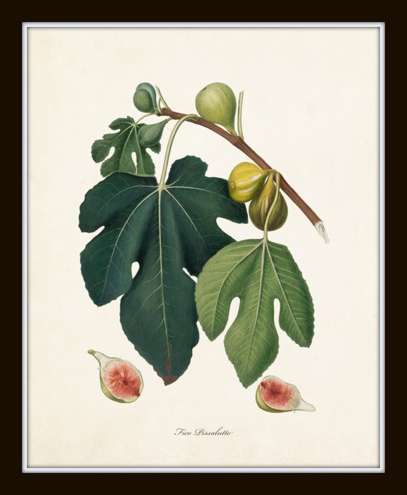 Botanical Print Set Italian Figs Print Set No. 1 Botanical | Etsy