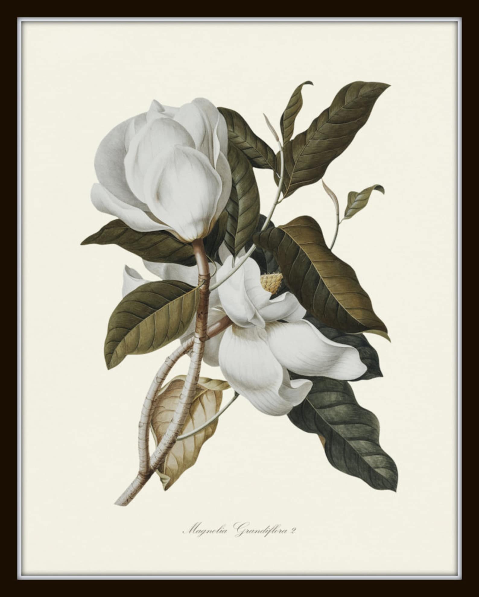 Magnolia Grandiflora Print Set No. 1, Vintage Botanical Prints, Wall ...