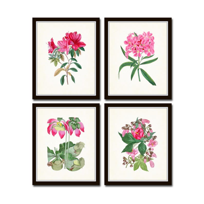 Pink Botanical Print Set No. 10 Art Prints Botanical Print - Etsy