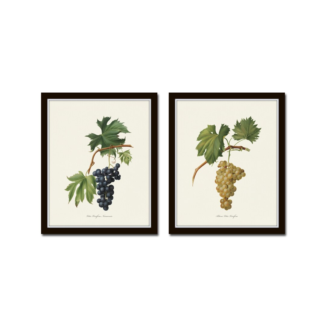 Vintage Grapes Print Set, Grape Prints, Wall Decor, Vintage Fruit ...