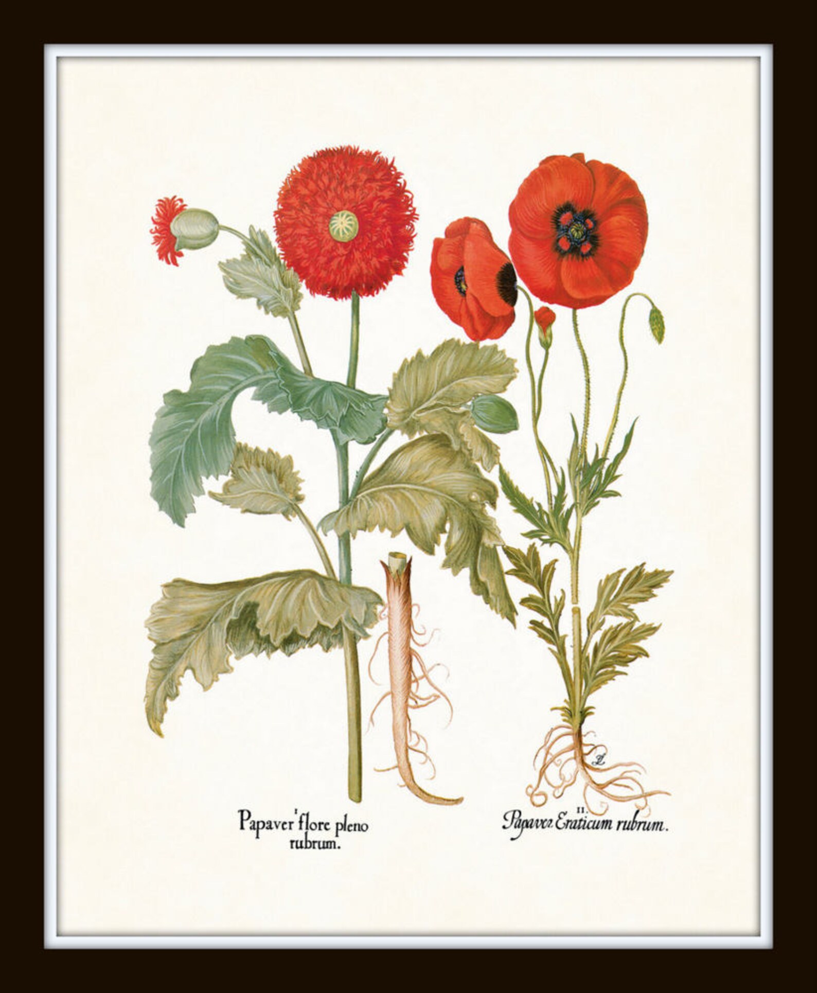 Red Poppy Botanical Print Set Botanical Prints Botanical - Etsy
