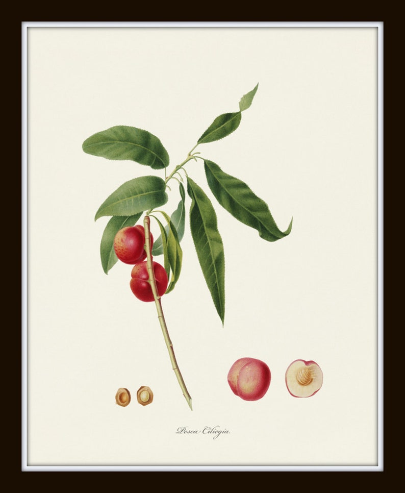 Vintage Fruit Prints, Italian Fruit Prints, Kitchen Art, Giclee, Art ...