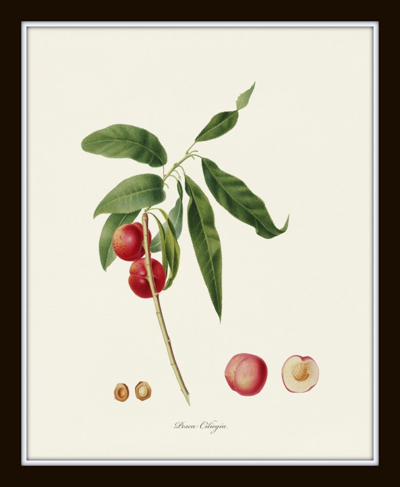 Vintage Fruit Prints, Italian Fruit Prints, Kitchen Art, Giclee, Art ...