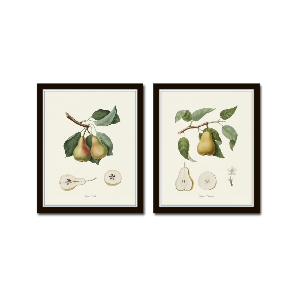 Vintage Pears Print Set Pear Prints Wall Decor Vintage - Etsy