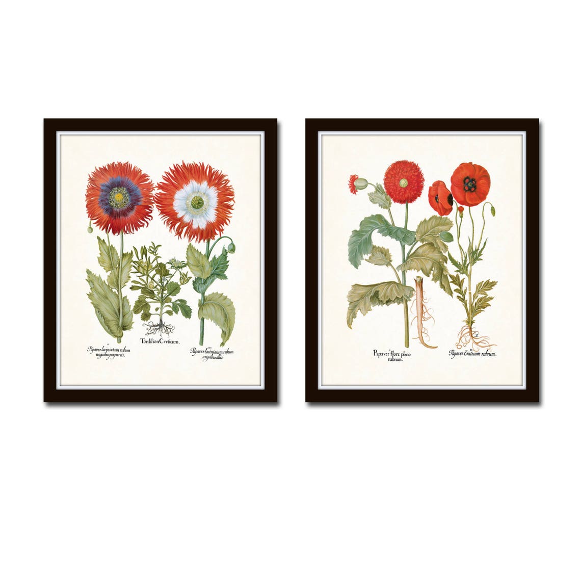 Red Poppy Botanical Print Set Botanical Prints Botanical | Etsy