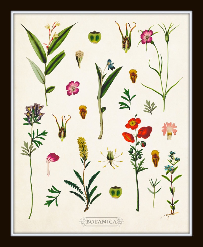 Jardin Botanica Print Set No. 1 Botanical Art Botanical | Etsy