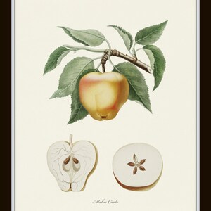 Vintage Italian Fruit Print Set No. 2, Antique Fruit Prints, Giclee ...