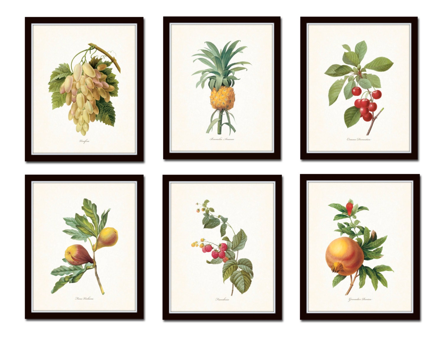 Antique Fruit Prints Set No. 2 Redoute Fruit Prints Gallery - Etsy