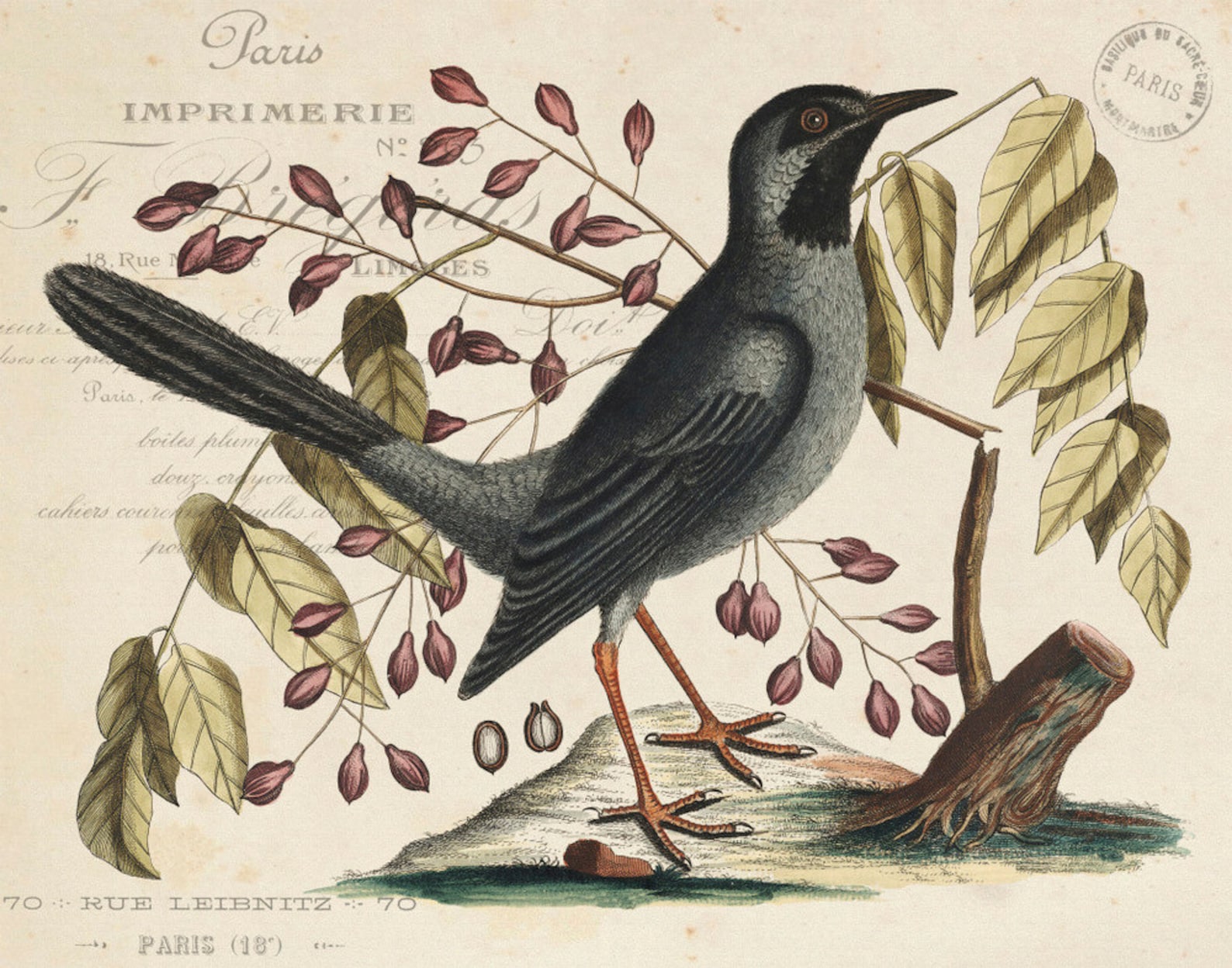 Vintage Bird and Botanical Print Set No.6, Giclee, Home Decor, Wall Art ...