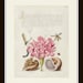 Botanical Print Set, Calligraphy Art, Antique Manuscript, Giclee, Art ...
