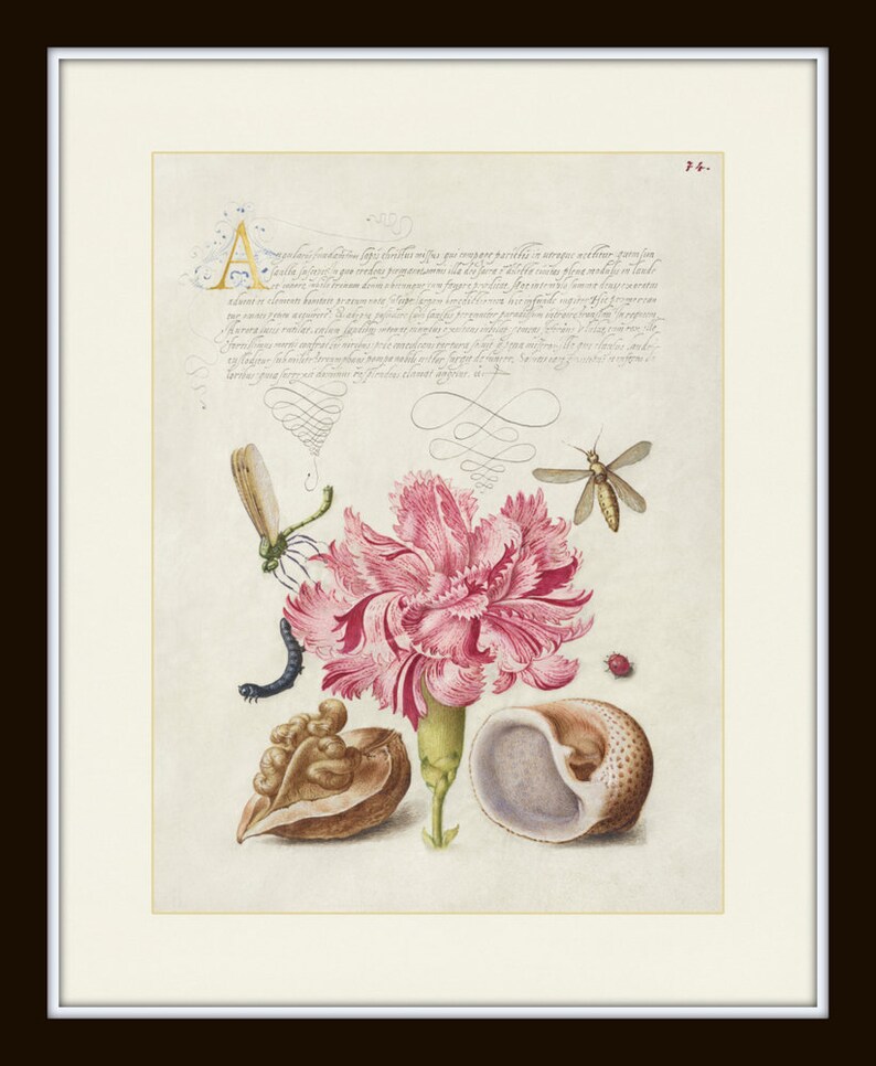 Botanical Print Set Calligraphy Art Manuscript Giclee Art | Etsy