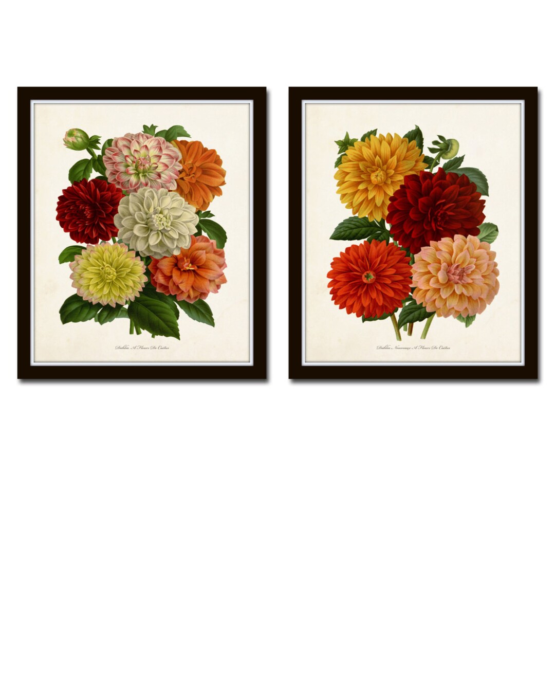 Antique French Dahlias Print Set No. 1, Botanical Prints, Antique ...