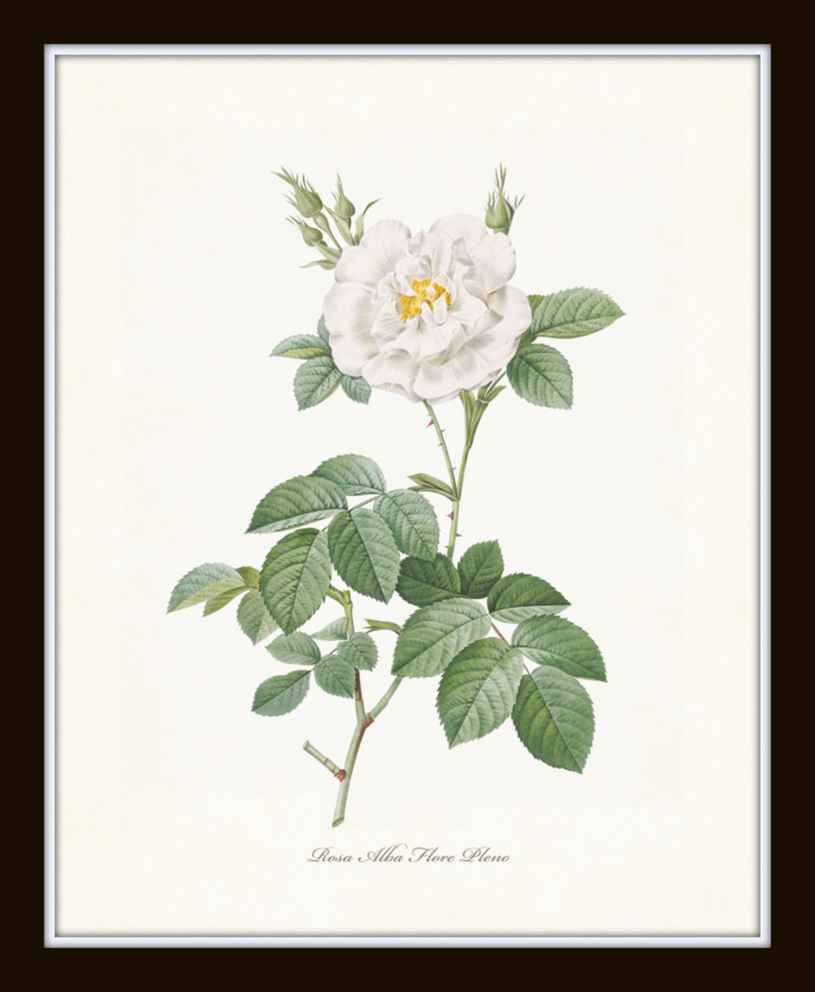White Roses Print Set No. 2 Redoute Rose Prints Wall Art - Etsy