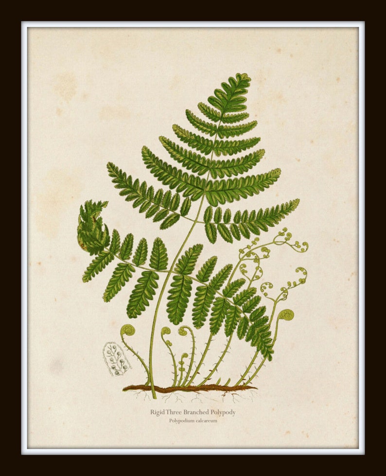 Vintage Fern Print Set No. 35 Giclee Art Collage Botanical - Etsy
