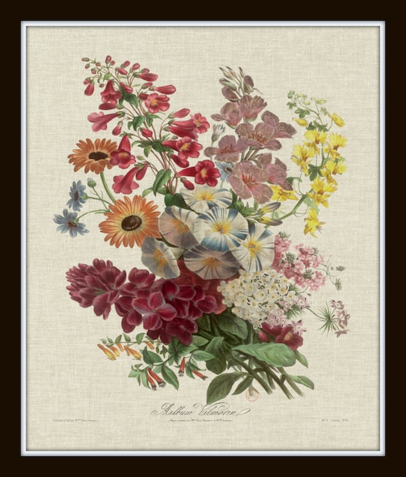 Etchings & Engravings Price for 1 French Antique Botanical Engravings ...