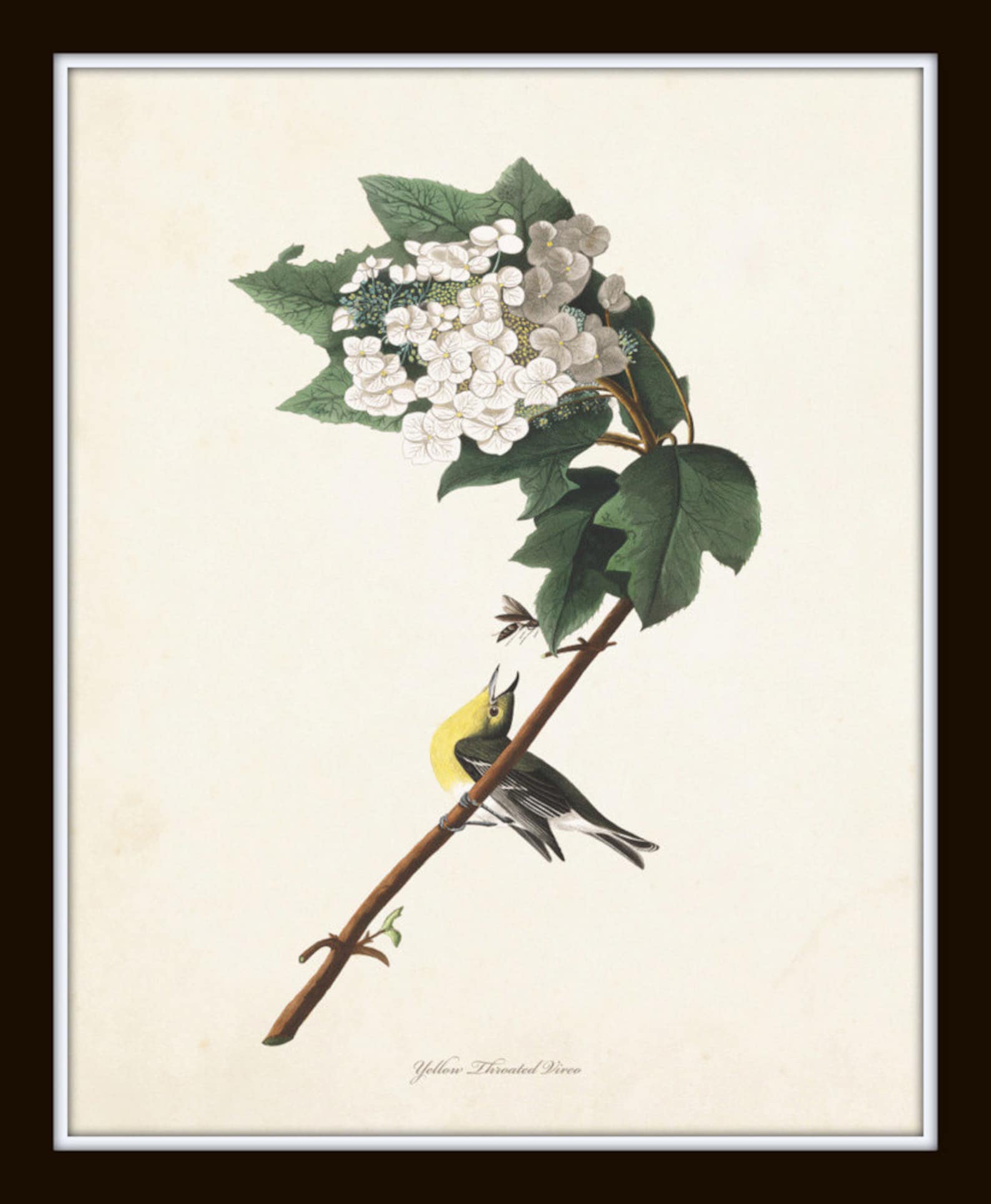 Audubon Birds Print Set No. 25 Botanical Prints - Etsy