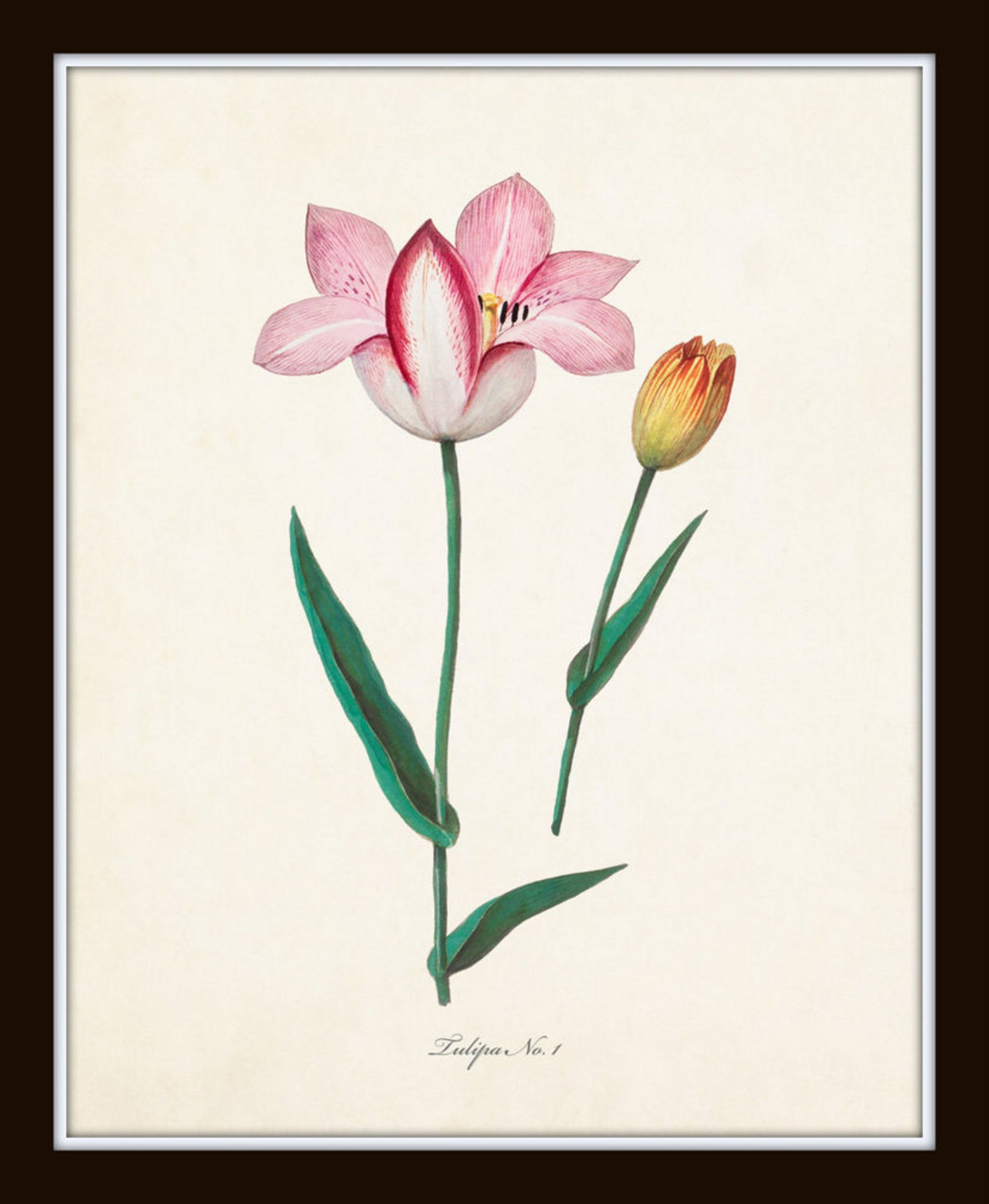 Tulip Print Set No. 1 Botanical Prints Botanical Print Sets - Etsy