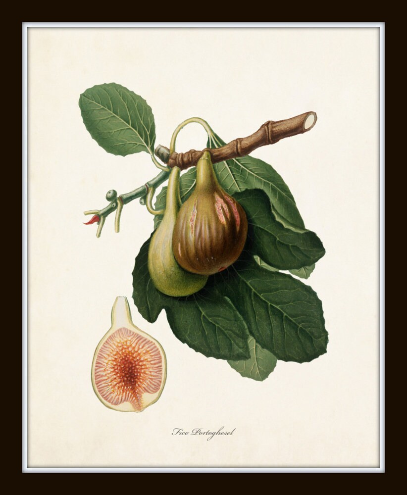 Botanical Print Set Italian Figs Print Set No. 3 Botanical | Etsy