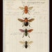 French Insect Study Print Set No. 2, Print Sets, Natural History Art ...