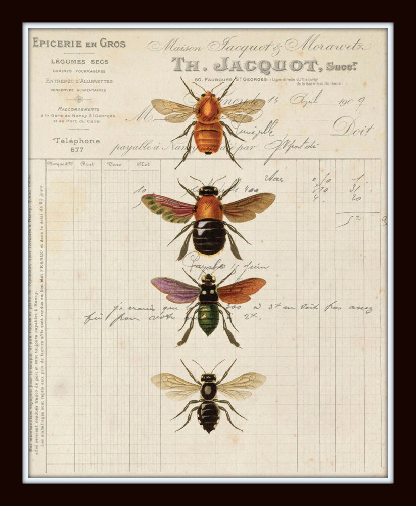 French Insect Study Print Set No. 1 Print Set Art Print - Etsy