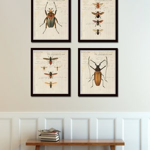 French Insect Study Print Set No. 2, Print Sets, Insect Art, Nature Art ...