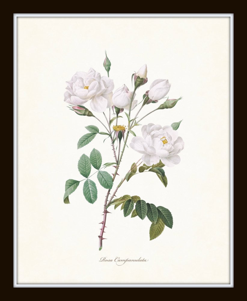 White Roses Print Set No. 2, Redoute Rose Prints, Wall Art, Home Decor ...