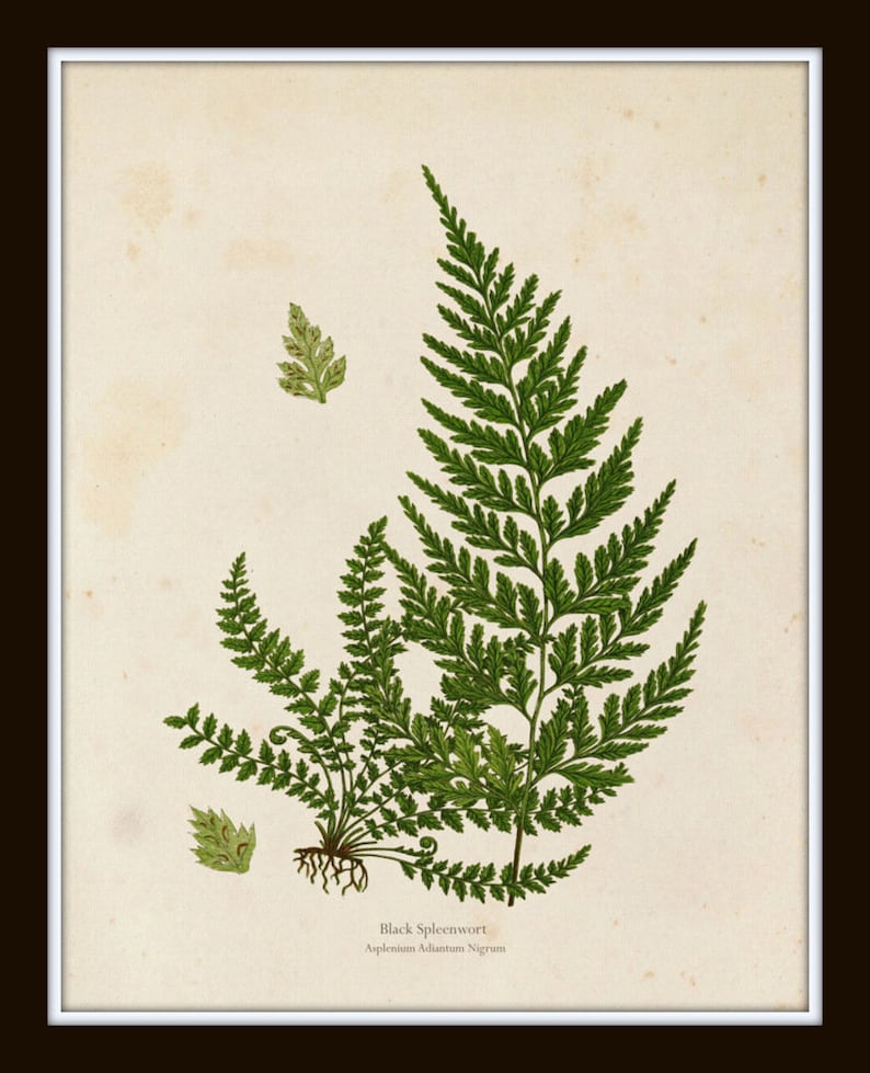 Vintage Fern Print Set No. 35 Giclee Art Collage Botanical | Etsy