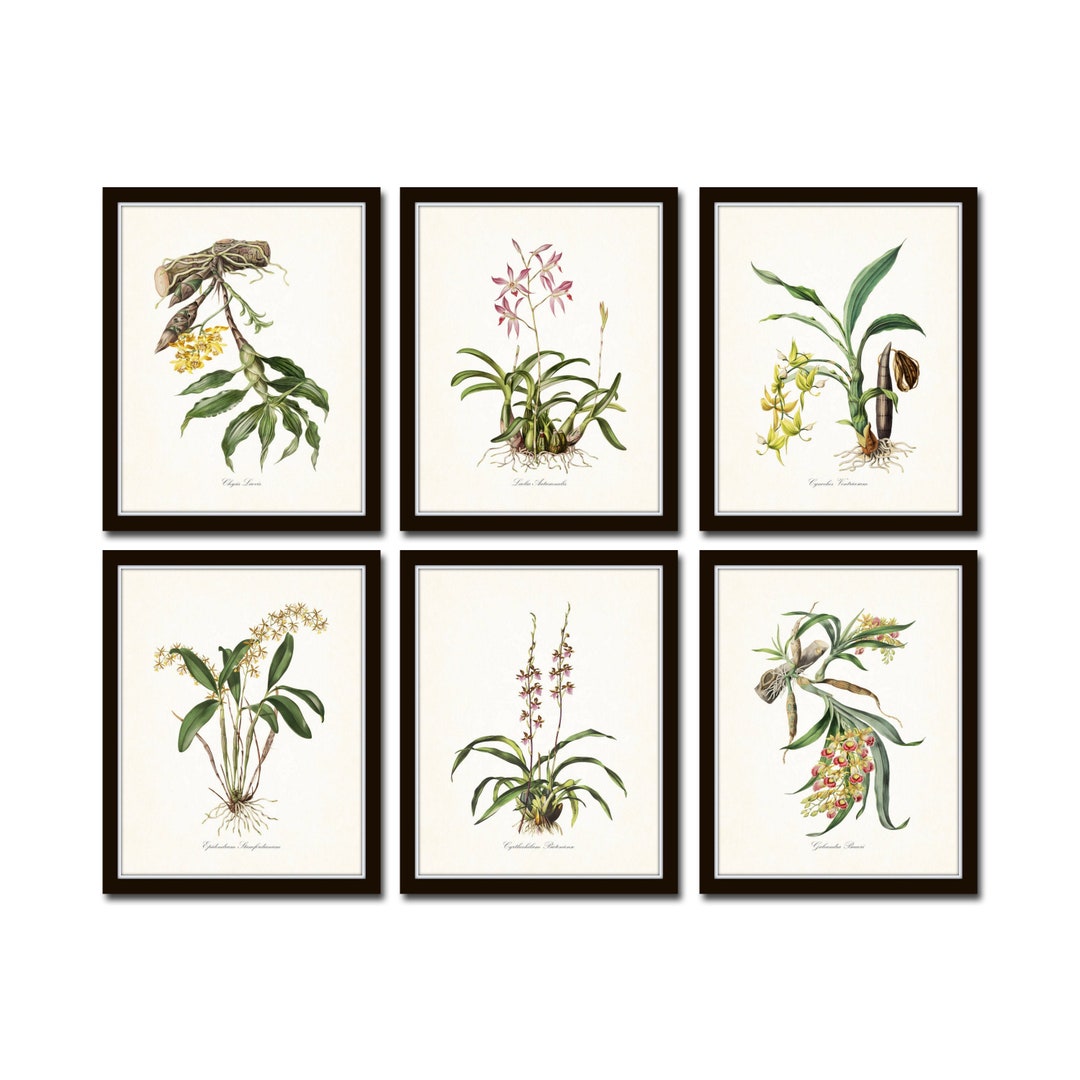 Tropical Orchids, Botanical Prints, Giclee, Home Decor, Wall Art ...