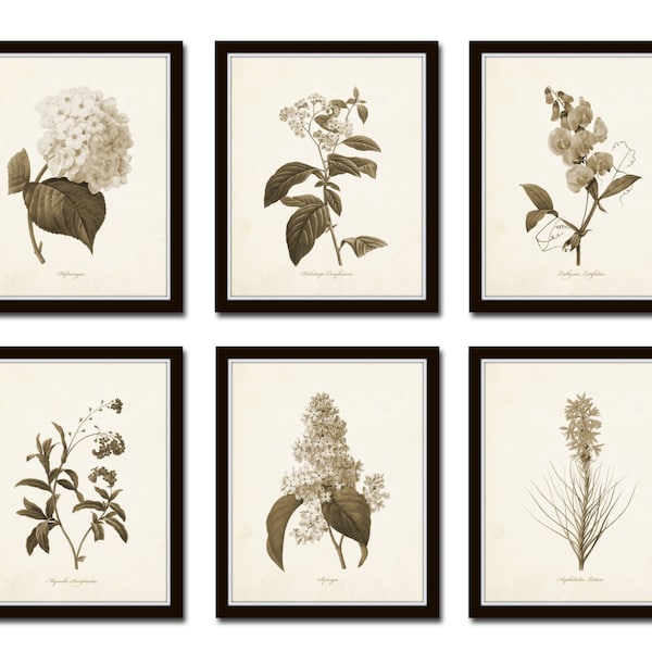Sepia Flower - Etsy