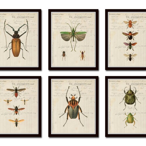 French Insect Study Print Set No. 1 Print Set Art Print - Etsy
